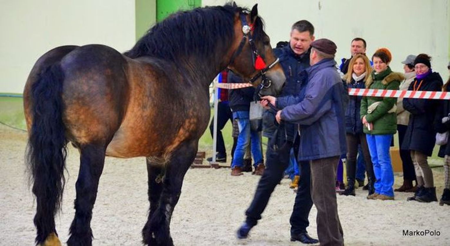 Gorącokrwiste i zimnokrwiste konie w obiektywie Leszka Łozowieckiego